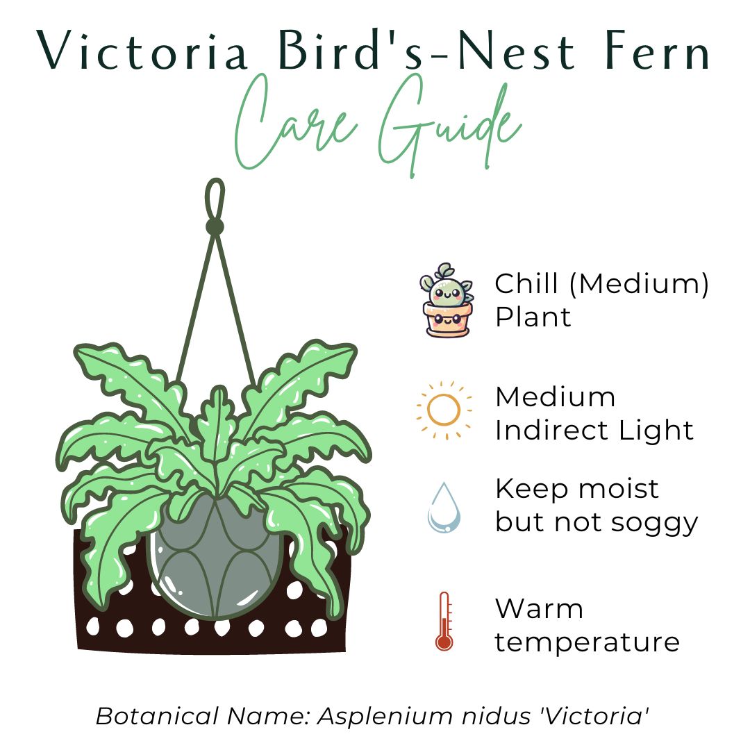 Victoria Bird's-Nest Fern 4" Plant (Asplenium nidus 'Victoria ...